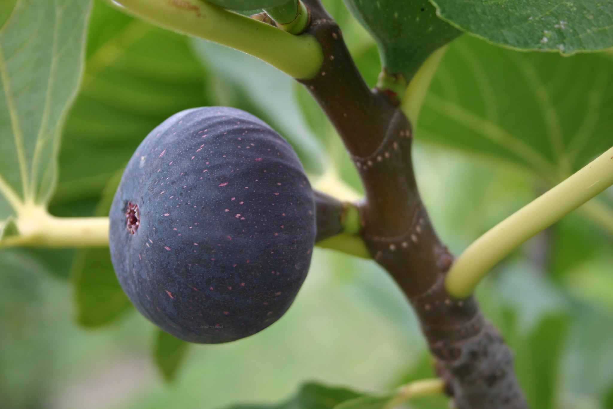 Feigenbaum - Noire de Barbentane