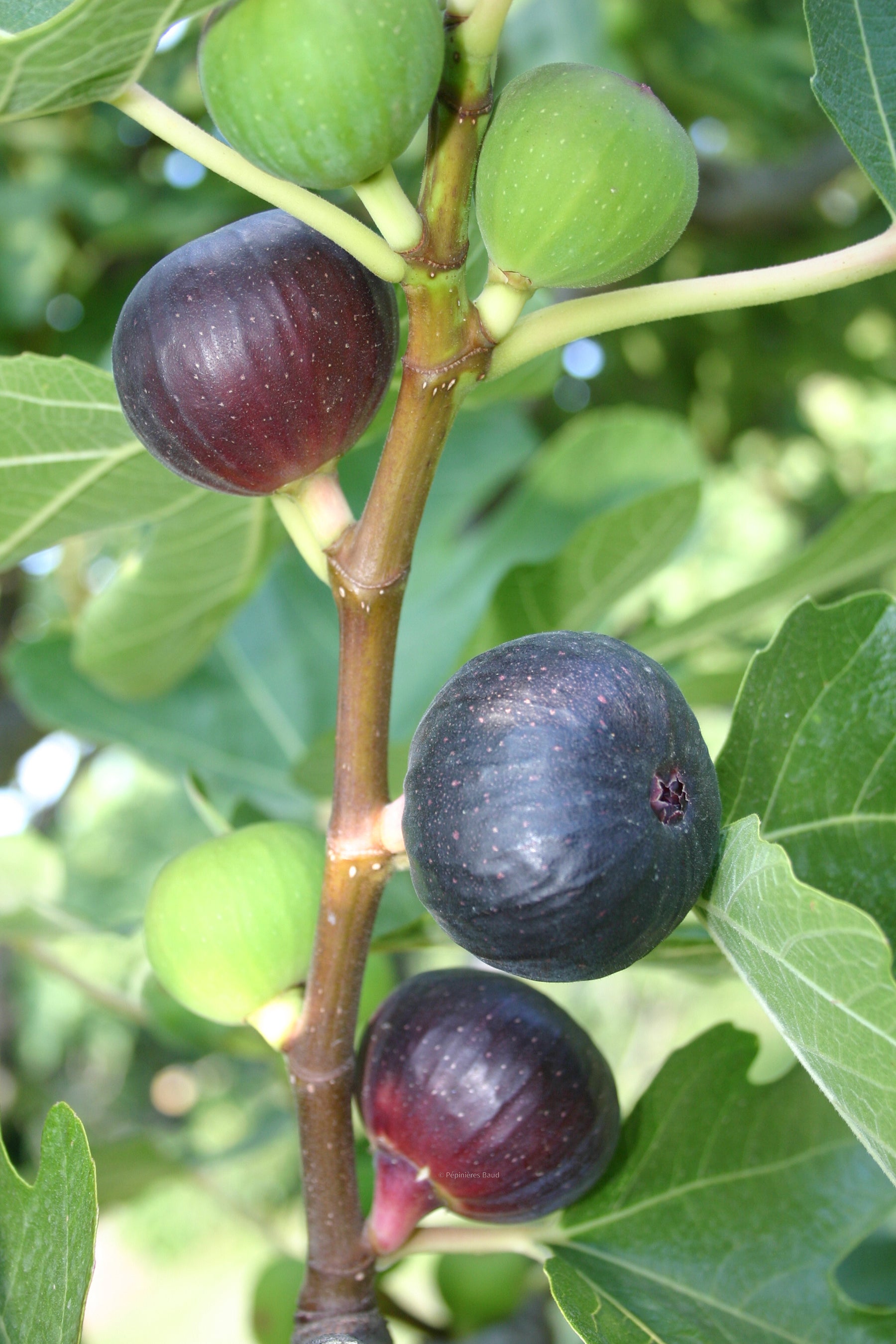 FIGUES.DE | Die Baumschule aus der Provence